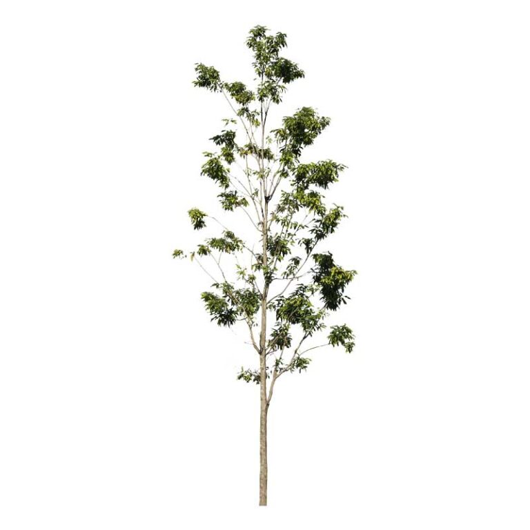 T3_082 – sozaiya.com