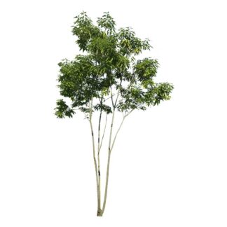 T3_300 – sozaiya.com