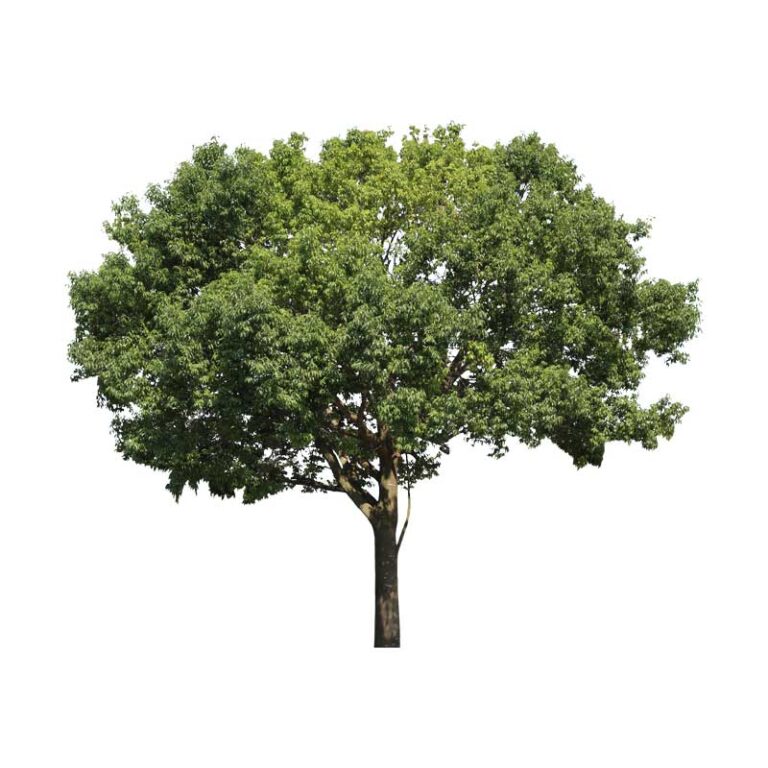 T3_198 – sozaiya.com