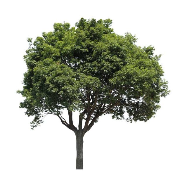 無料樹木素材セット07-30個 free_trees_set07 – sozaiya.com