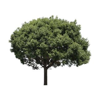 T3_003 – sozaiya.com