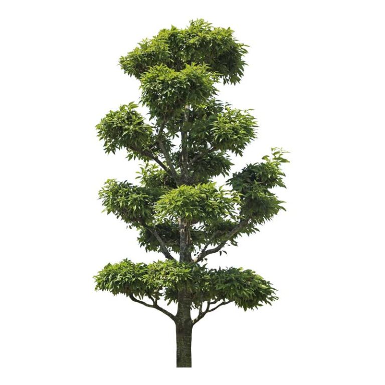 無料樹木素材セット07-30個 free_trees_set07 – sozaiya.com