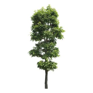 T3_247 – sozaiya.com