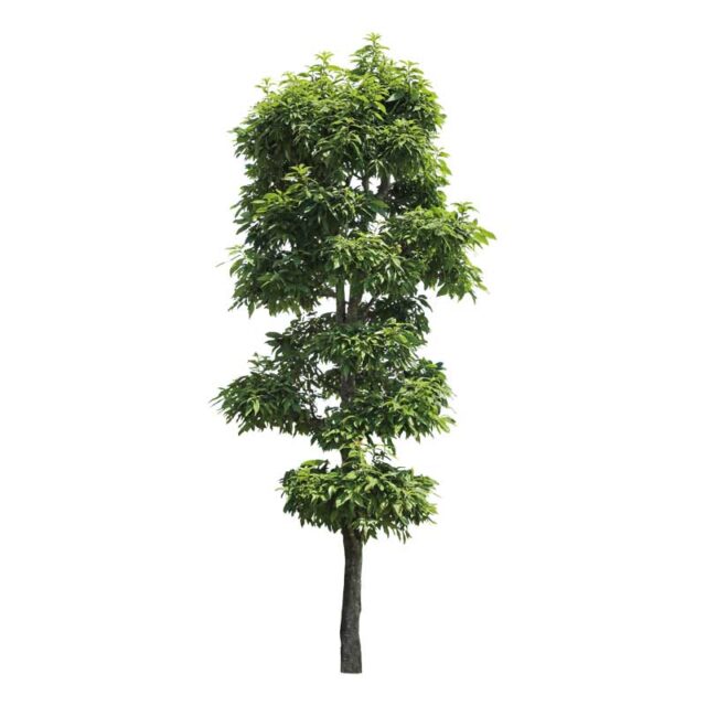 T3_229 – sozaiya.com