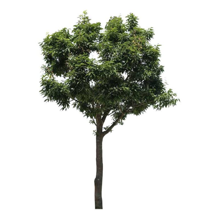 T3_082 – sozaiya.com