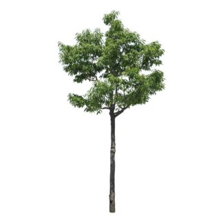 T3_003 – sozaiya.com