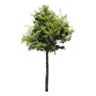 T3_114 – sozaiya.com