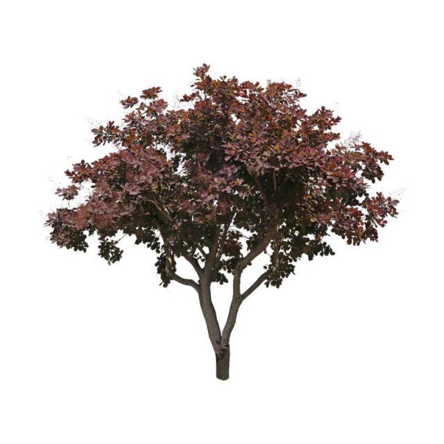 T3_233 – sozaiya.com