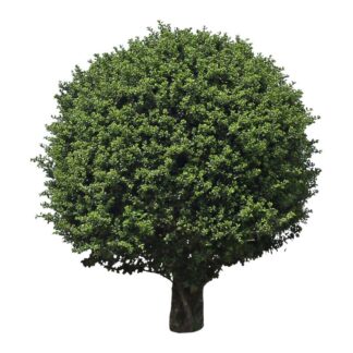 T3_297 – sozaiya.com