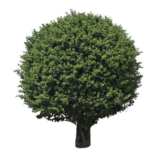 T3_236 – sozaiya.com