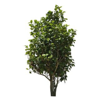 T3_237 – sozaiya.com