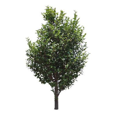 T3_238 – sozaiya.com