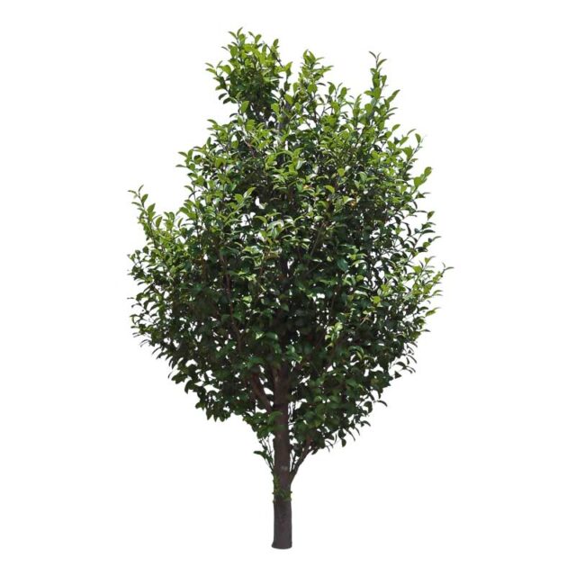 樹木素材 – ページ 3 – sozaiya.com