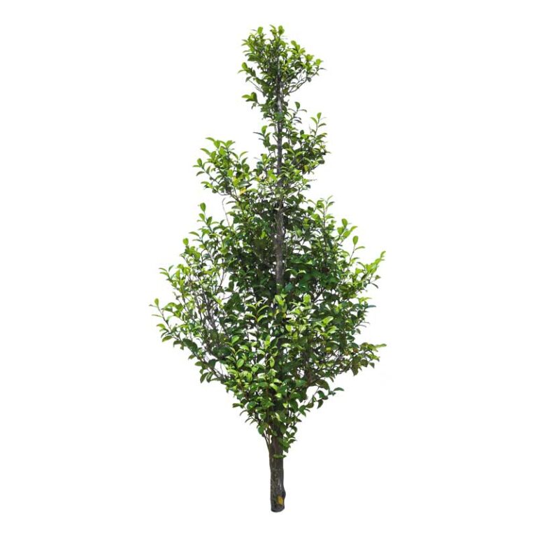 T3_199 – sozaiya.com