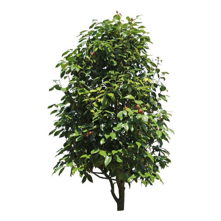 T3_082 – sozaiya.com