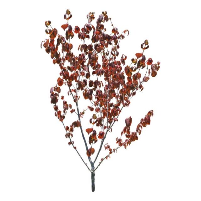 T3_082 – sozaiya.com