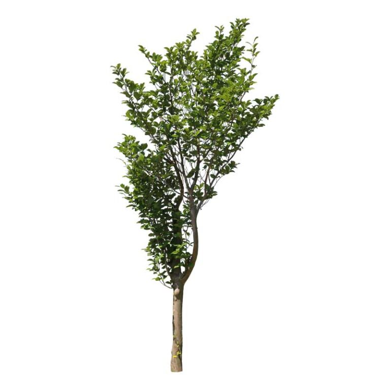 樹木素材 – ページ 7 – sozaiya.com