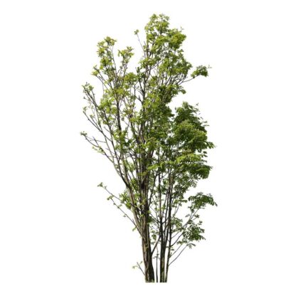 T3_244 – sozaiya.com