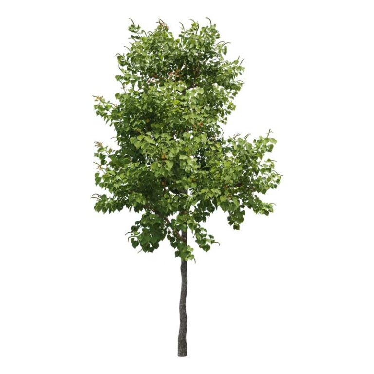 無料樹木素材セット07-30個 free_trees_set07 – sozaiya.com