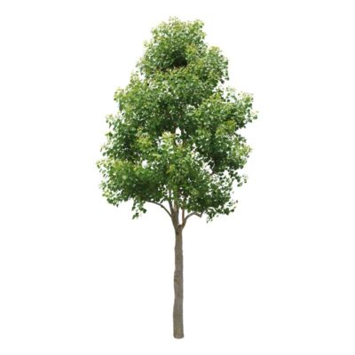 T3_082 – sozaiya.com