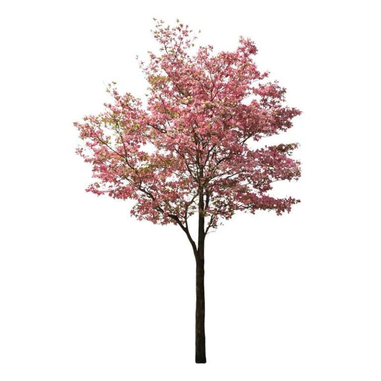 T3_082 – sozaiya.com