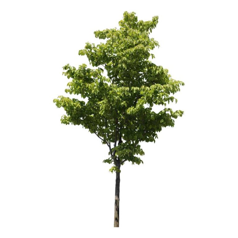 T3_082 – sozaiya.com