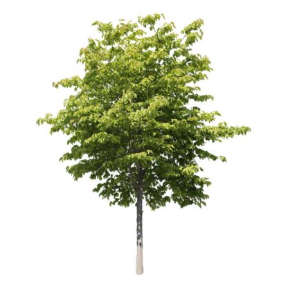 T3_052 – sozaiya.com