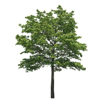 T3_247 – sozaiya.com