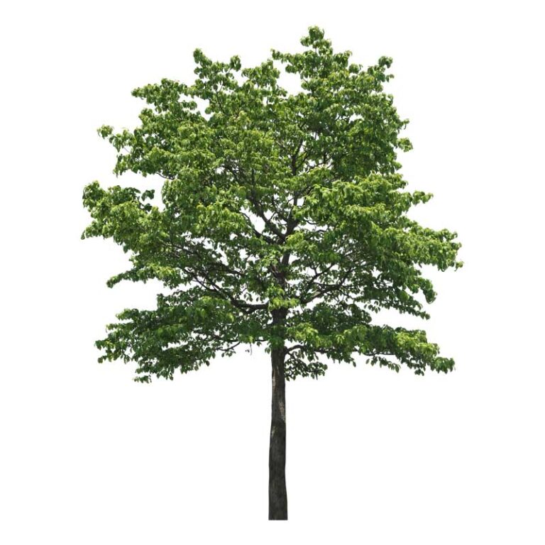 無料樹木素材セット07-30個 free_trees_set07 – sozaiya.com