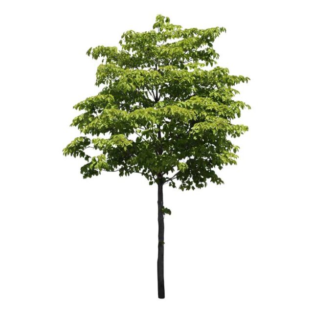 T3_082 – sozaiya.com