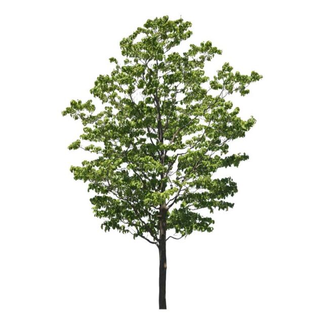 無料樹木素材セット07-30個 free_trees_set07 – sozaiya.com