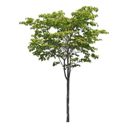 sozaiya.com – People cutout/tree material free/people illustration/architectural CG material site