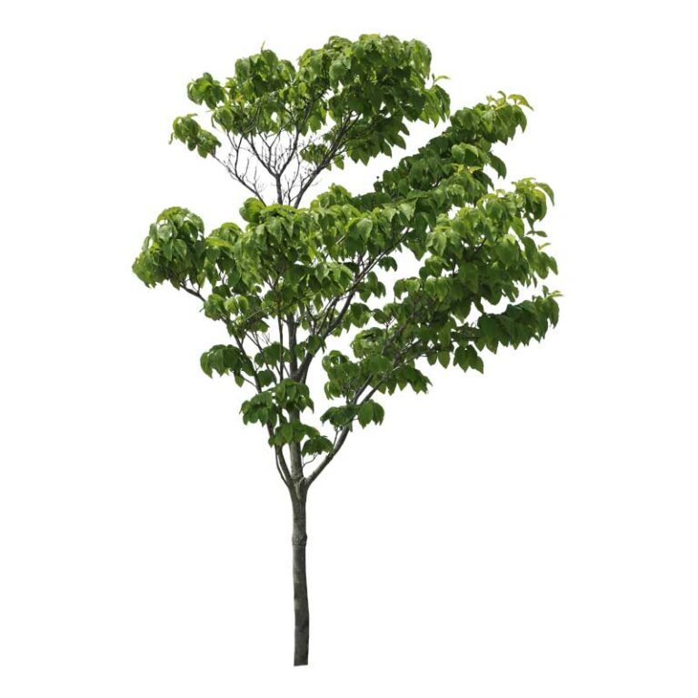 樹木素材 – sozaiya.com