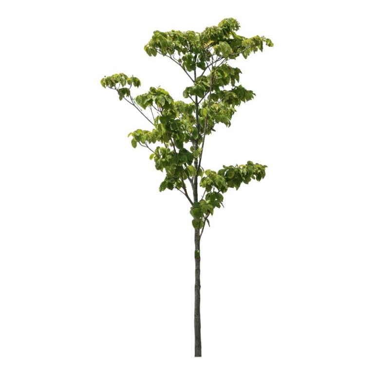 T3_082 – sozaiya.com