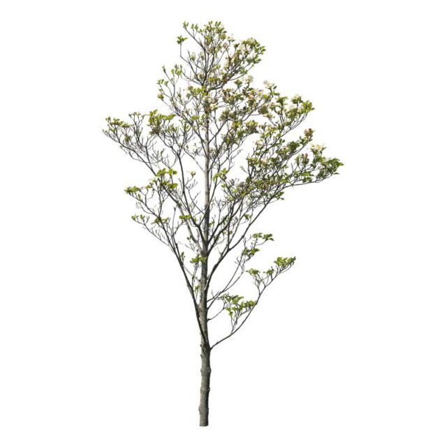 T3_082 – sozaiya.com