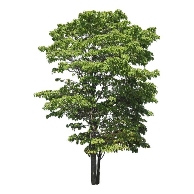 無料樹木素材セット07-30個 free_trees_set07 – sozaiya.com