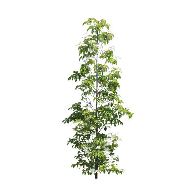 T3_264 – sozaiya.com