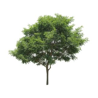 T3_088 – sozaiya.com