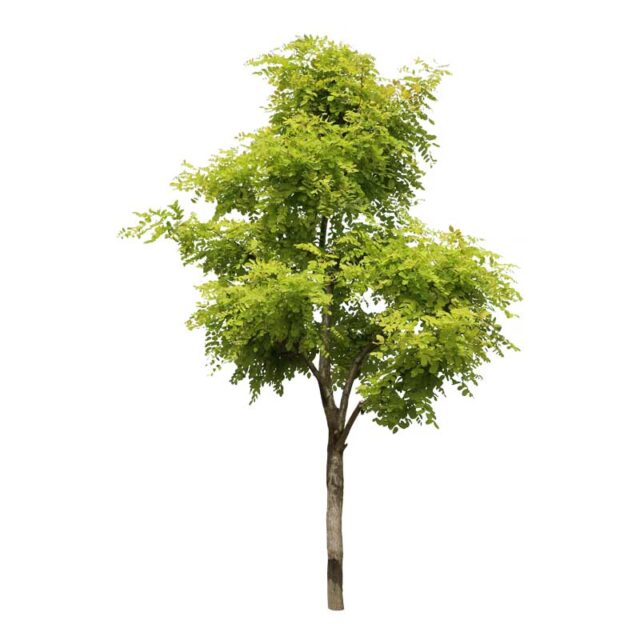 樹木素材 – sozaiya.com