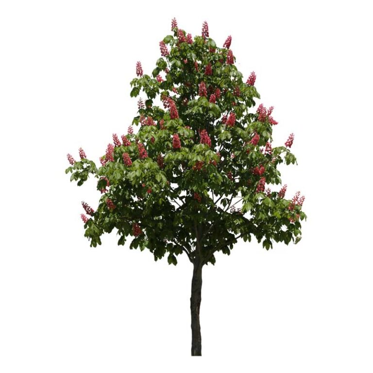 無料樹木素材セット05-100個 free_trees_set05 – sozaiya.com