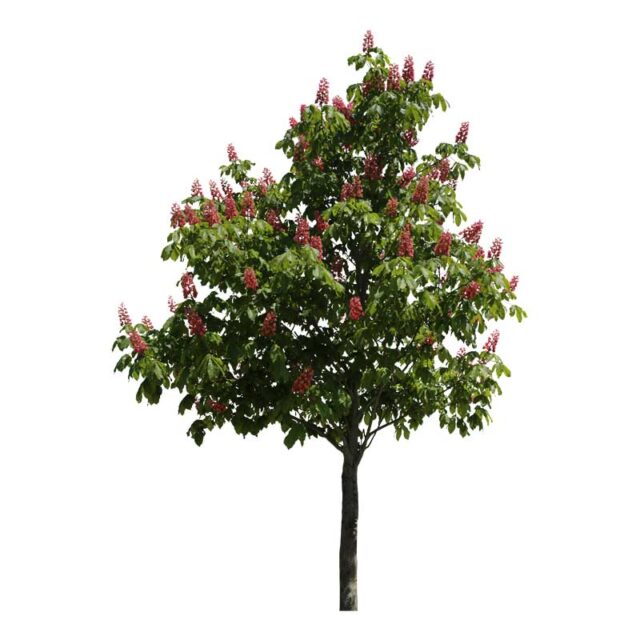 T3_272 – sozaiya.com