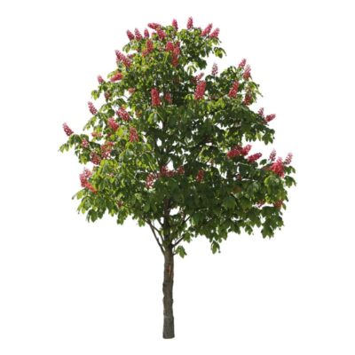 T3_273 – sozaiya.com