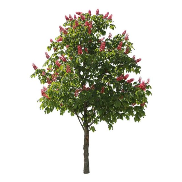 T3_082 – sozaiya.com