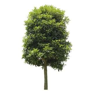 T3_275 – sozaiya.com