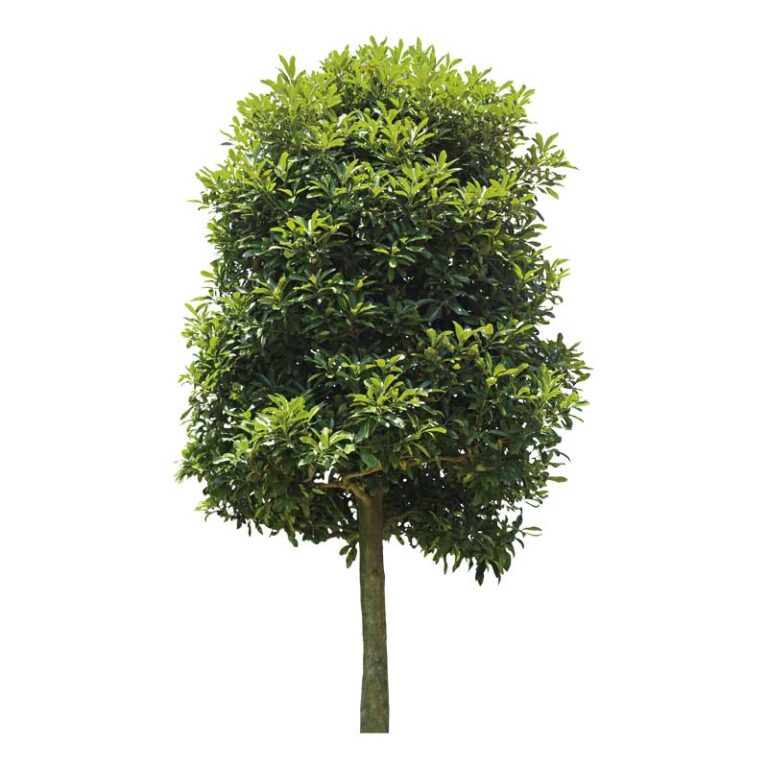 樹木素材 – ページ 2 – sozaiya.com