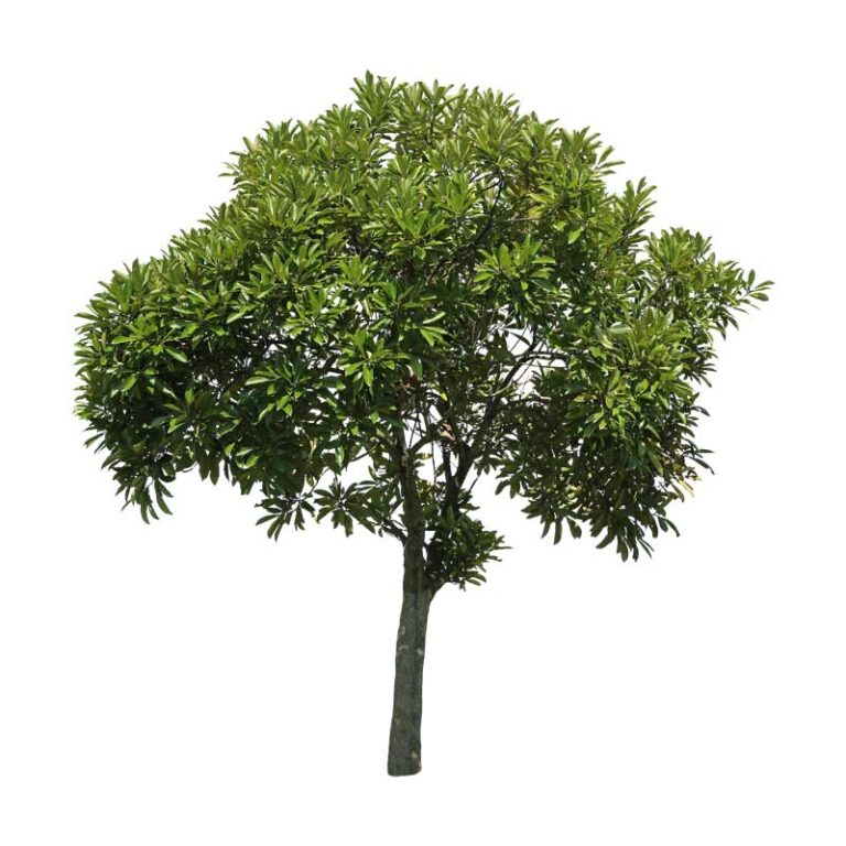 T3_082 – sozaiya.com