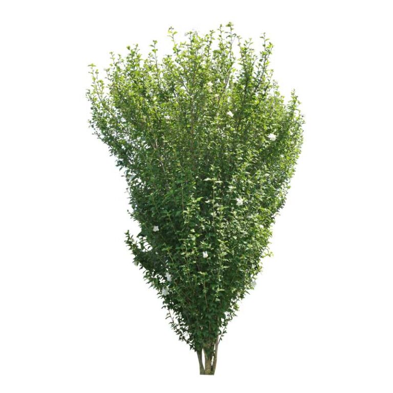 樹木素材 – ページ 3 – sozaiya.com