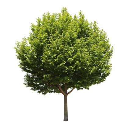 樹木素材 – sozaiya.com