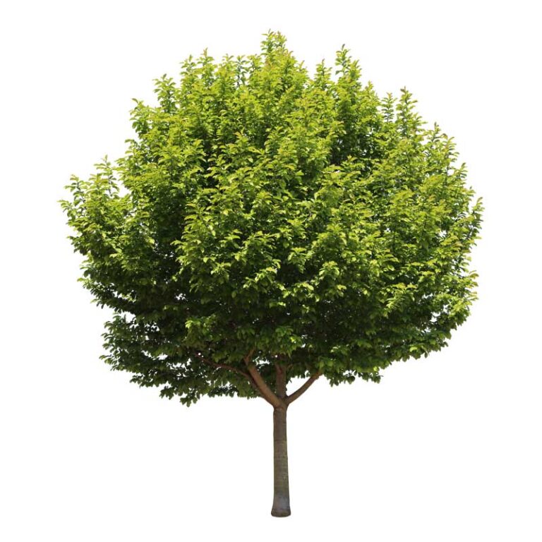 樹木素材 – sozaiya.com