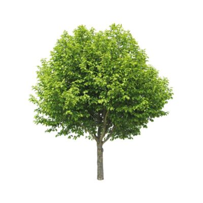 T3_247 – sozaiya.com